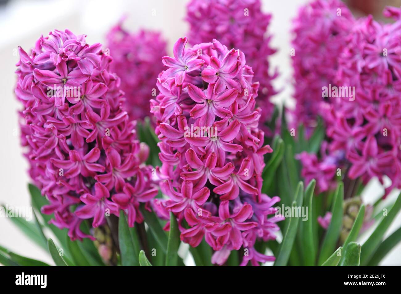 Pink hyacinth (Hyacinthus orientalis) blooms in a garden in April Stock ...