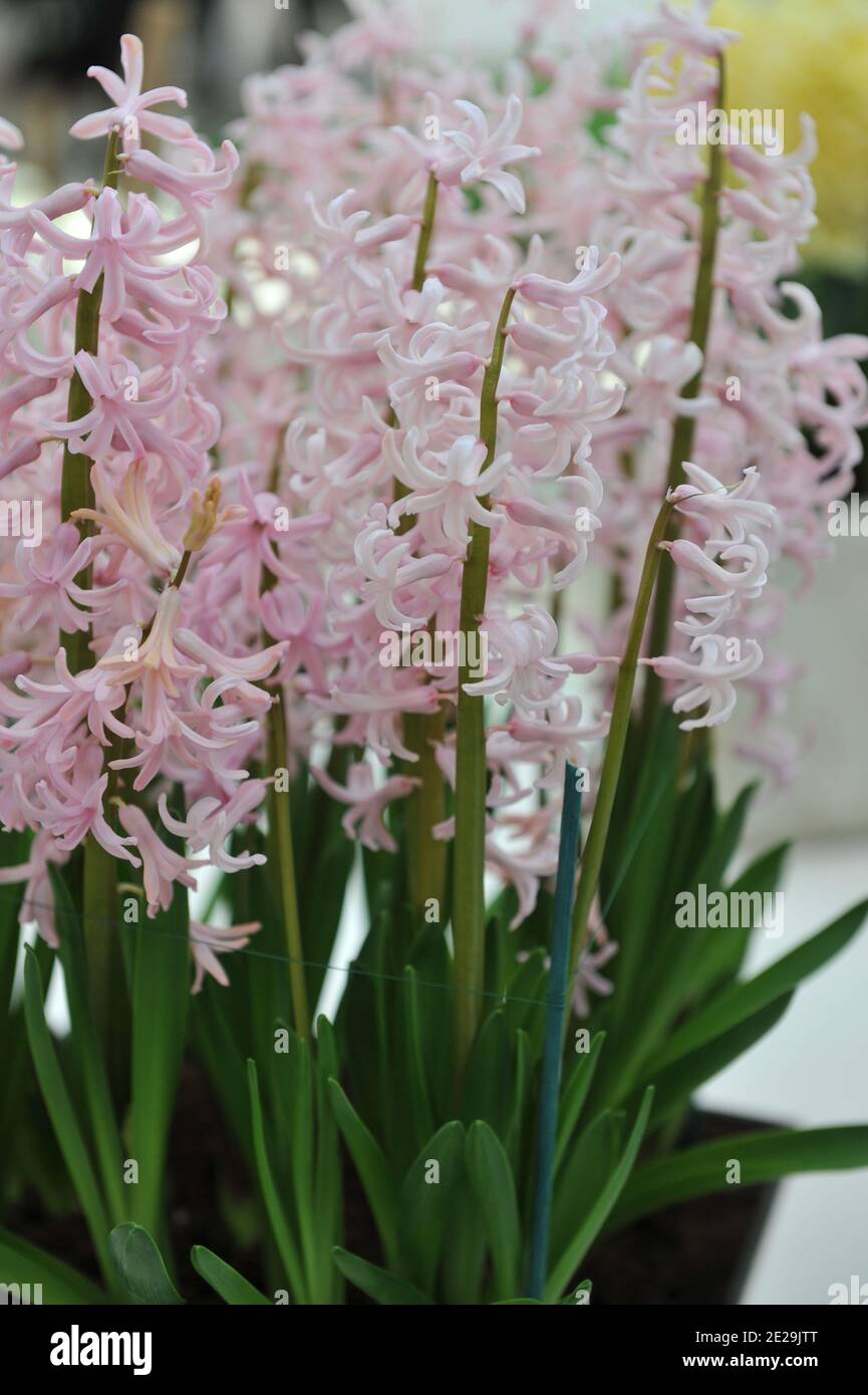 Hyacinthus orientalis pink festival hi-res stock photography and images ...