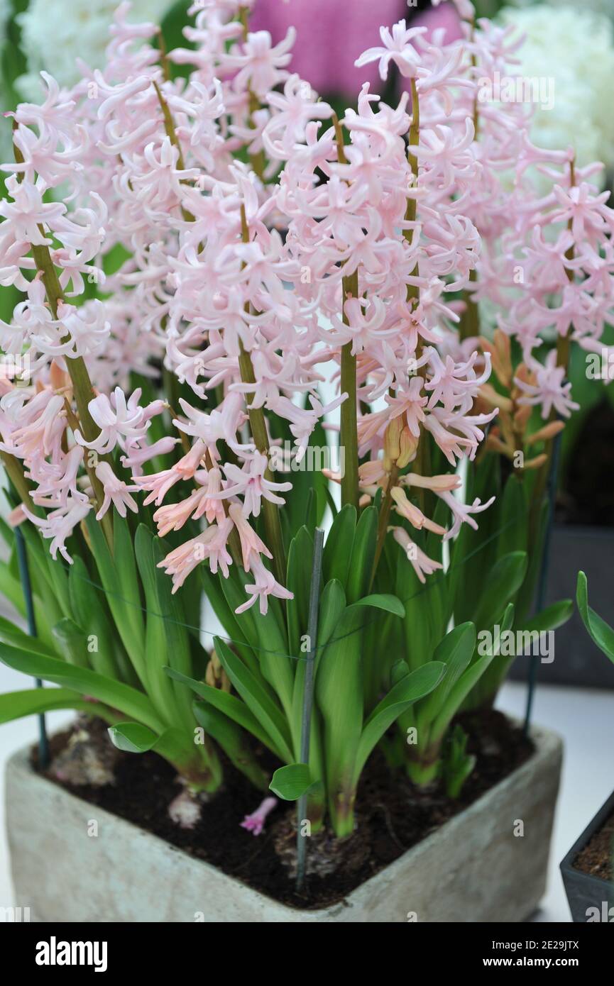 Hyacinth (Hyacinthus orientalis) Pink Festival blooms in a garden in ...