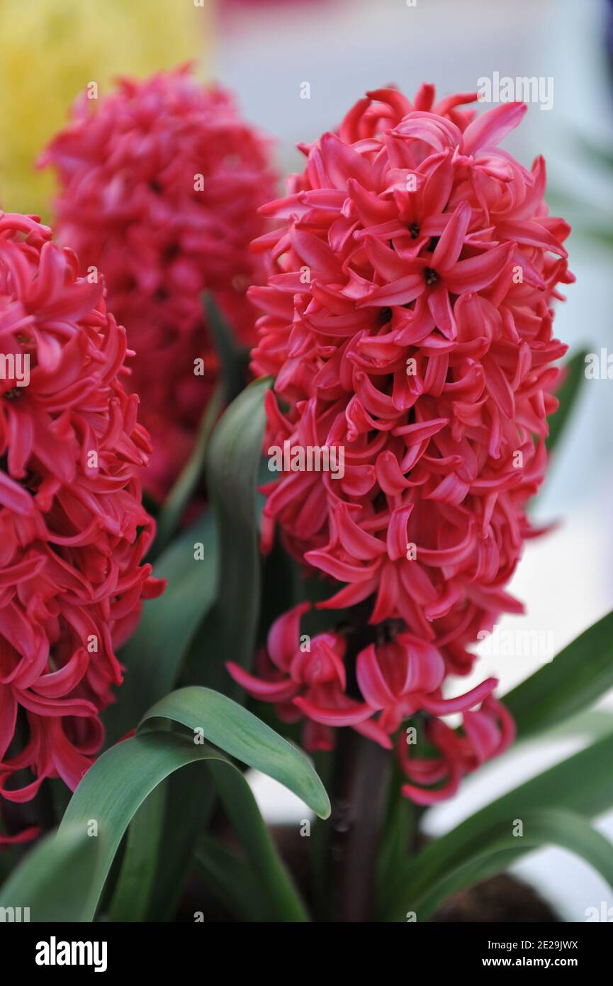Reddish pink hyacinth (Hyacinthus orientalis) Red Glory blooms in a ...