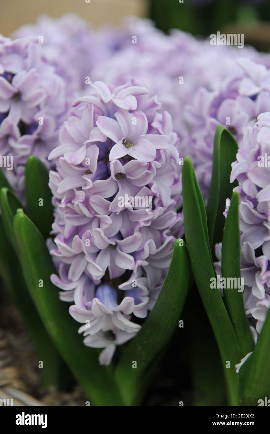 Lilac-violet hyacinth (Hyacinthus orientalis) Silverstone blooms in a ...