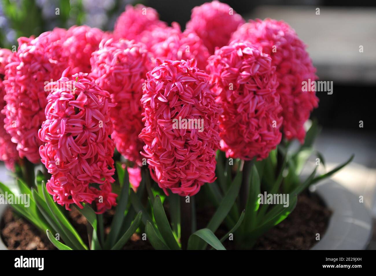 Reddish pink hyacinth (Hyacinthus orientalis) Spring Joy blooms in a ...