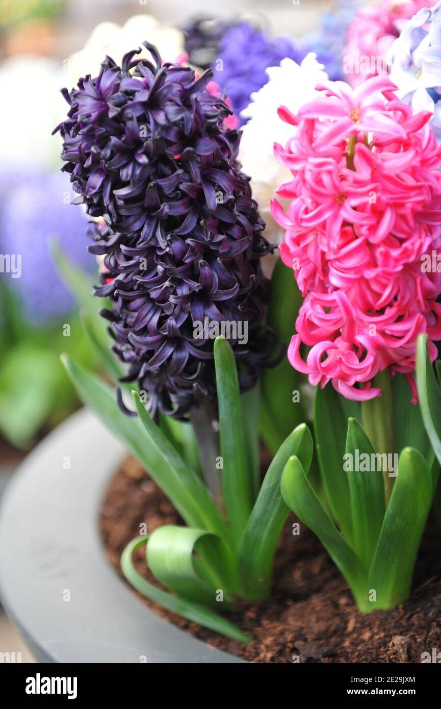 Dark purple, almost black hyacinth (Hyacinthus orientalis) Springfield ...