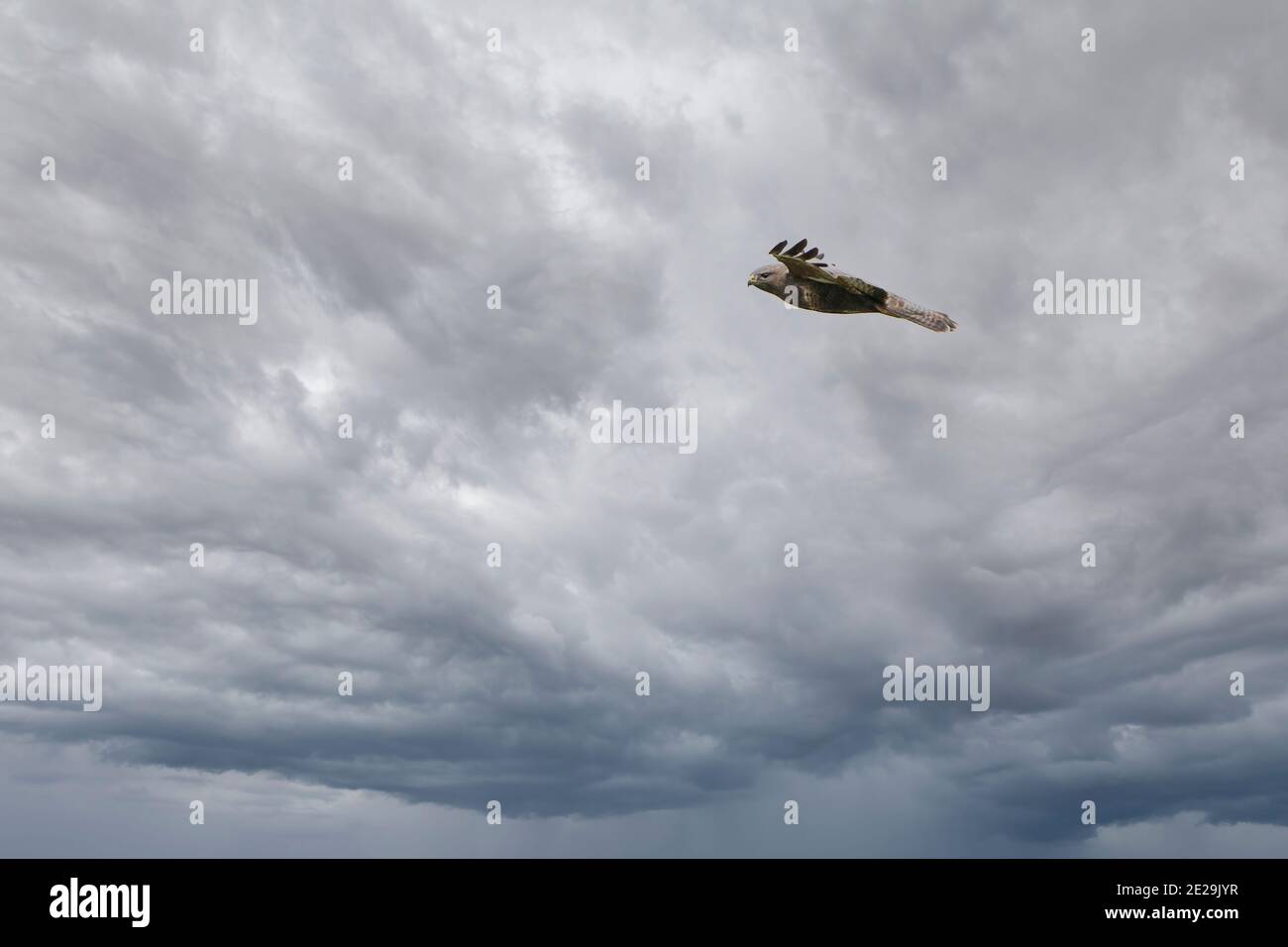 Eagle wings spread facing forward hi-res stock photography and images ...