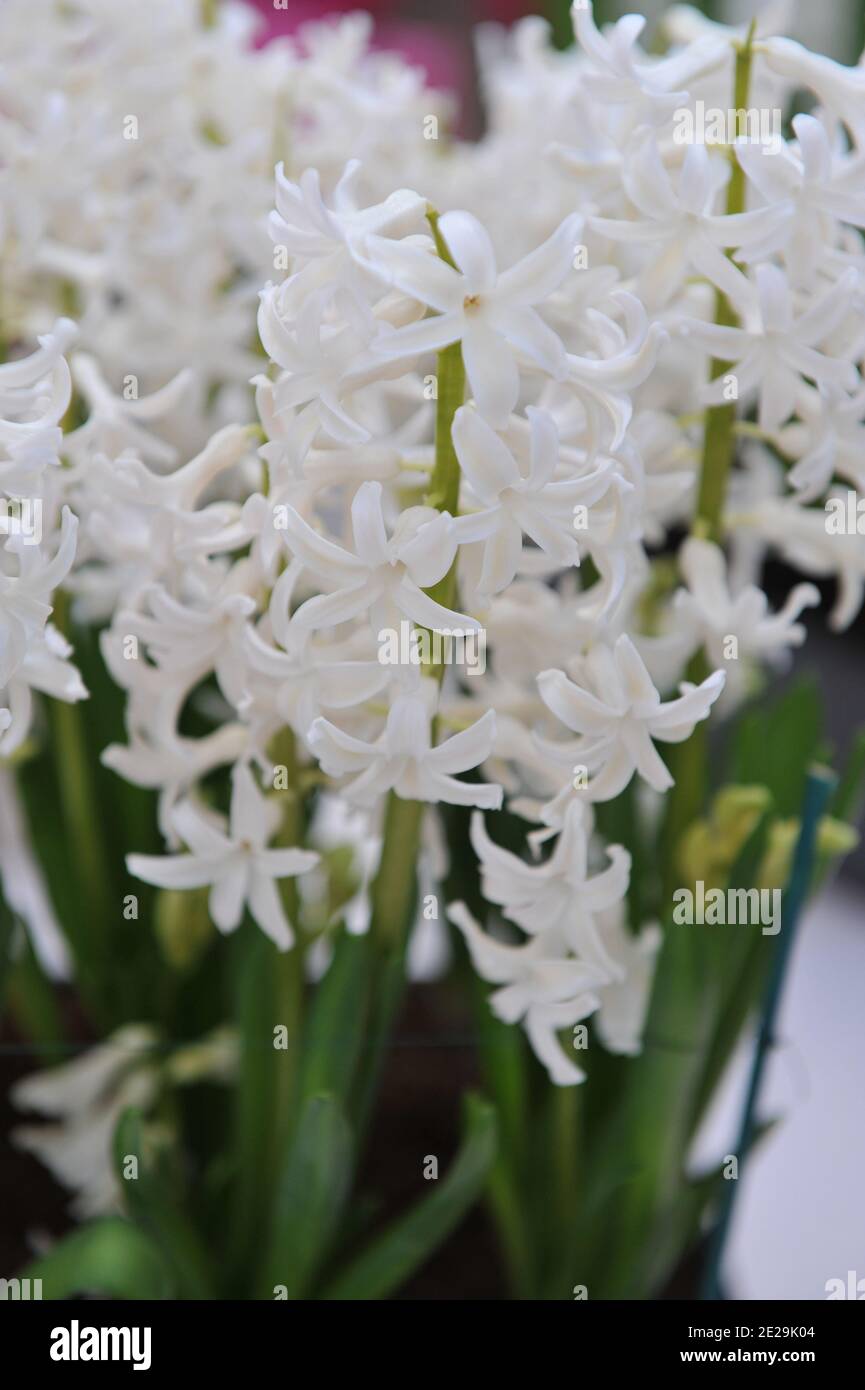 White hyacinth (Hyacinthus orientalis) White Festival blooms in a ...