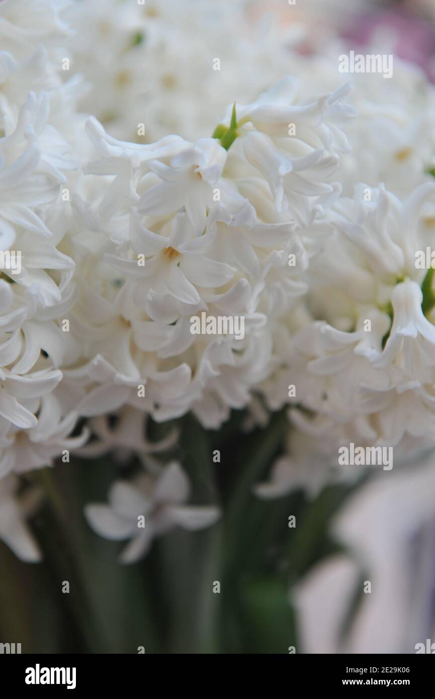 Hyacinth (Hyacinthus orientalis) White Ideal blooms in a garden in ...