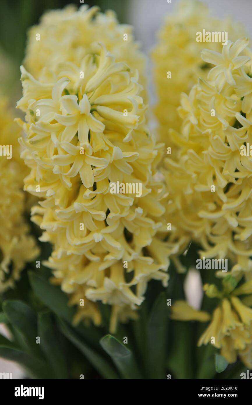 Yellow hyacinth (Hyacinthus orientalis) Yellowstone blooms in a garden ...