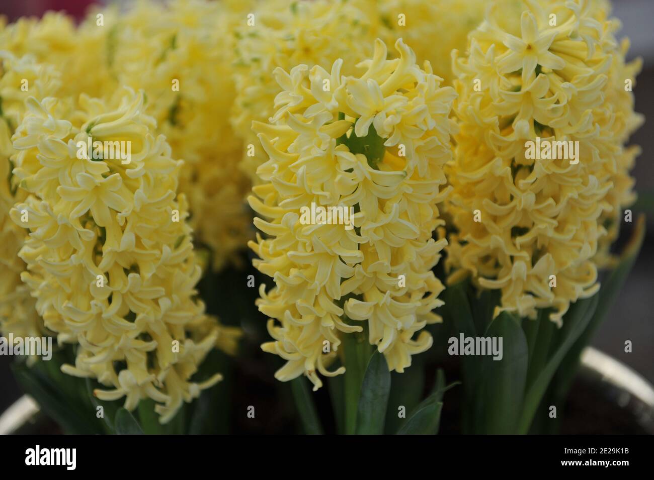 Hyacinthus orientalis yellowstone hi-res stock photography and images ...