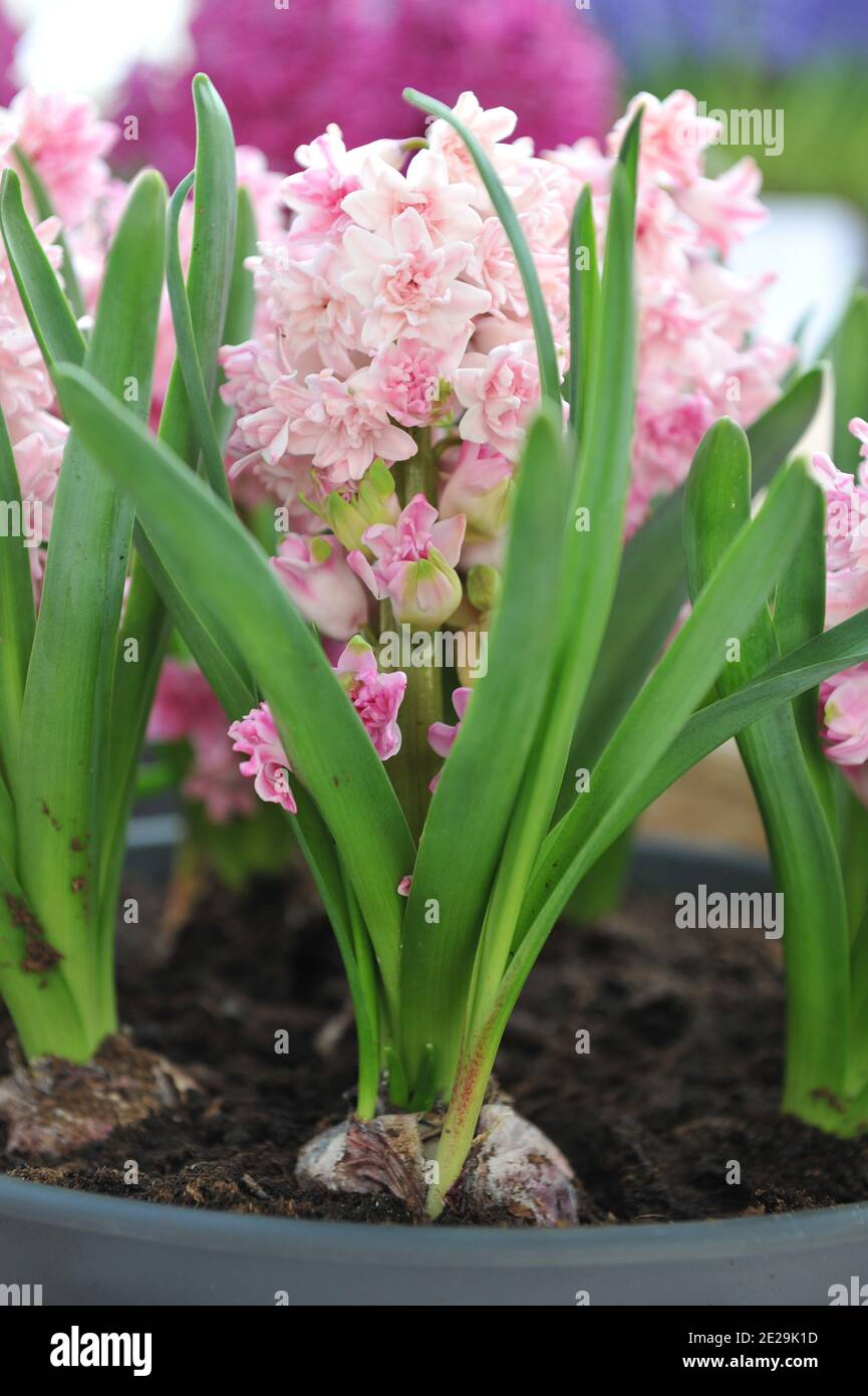 Double pink hyacinth (Hyacinthus orientalis) Anke blooms in a pot in a ...