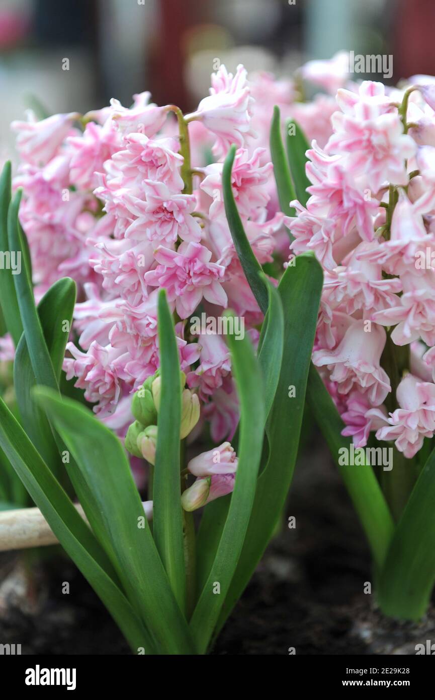 Double pink hyacinth (Hyacinthus orientalis) Anke blooms in a pot in a ...