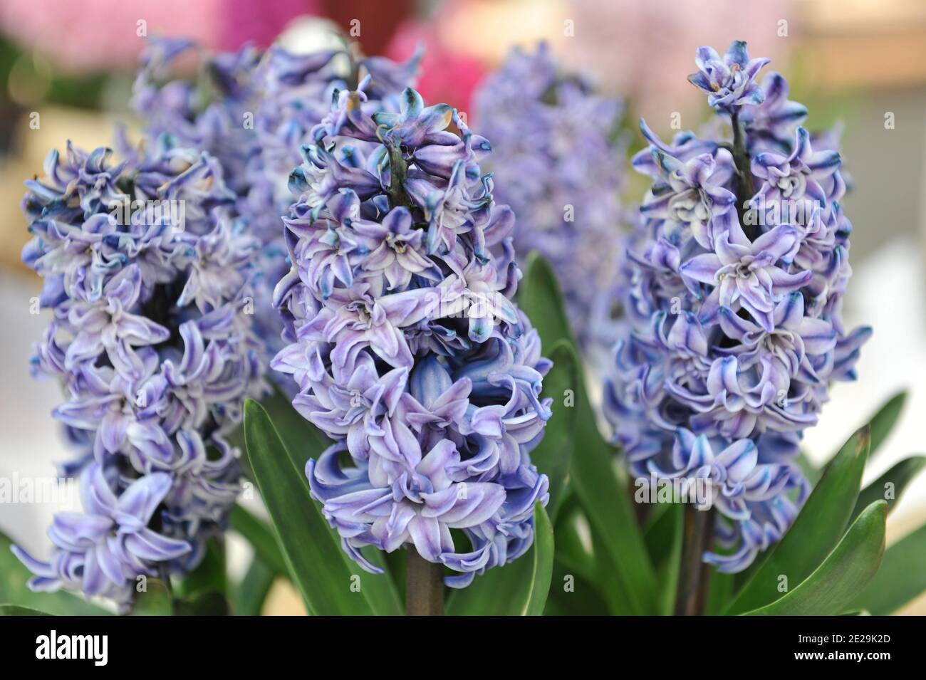 Double blue hyacinth (Hyacinthus orientalis) blooms in a garden in ...