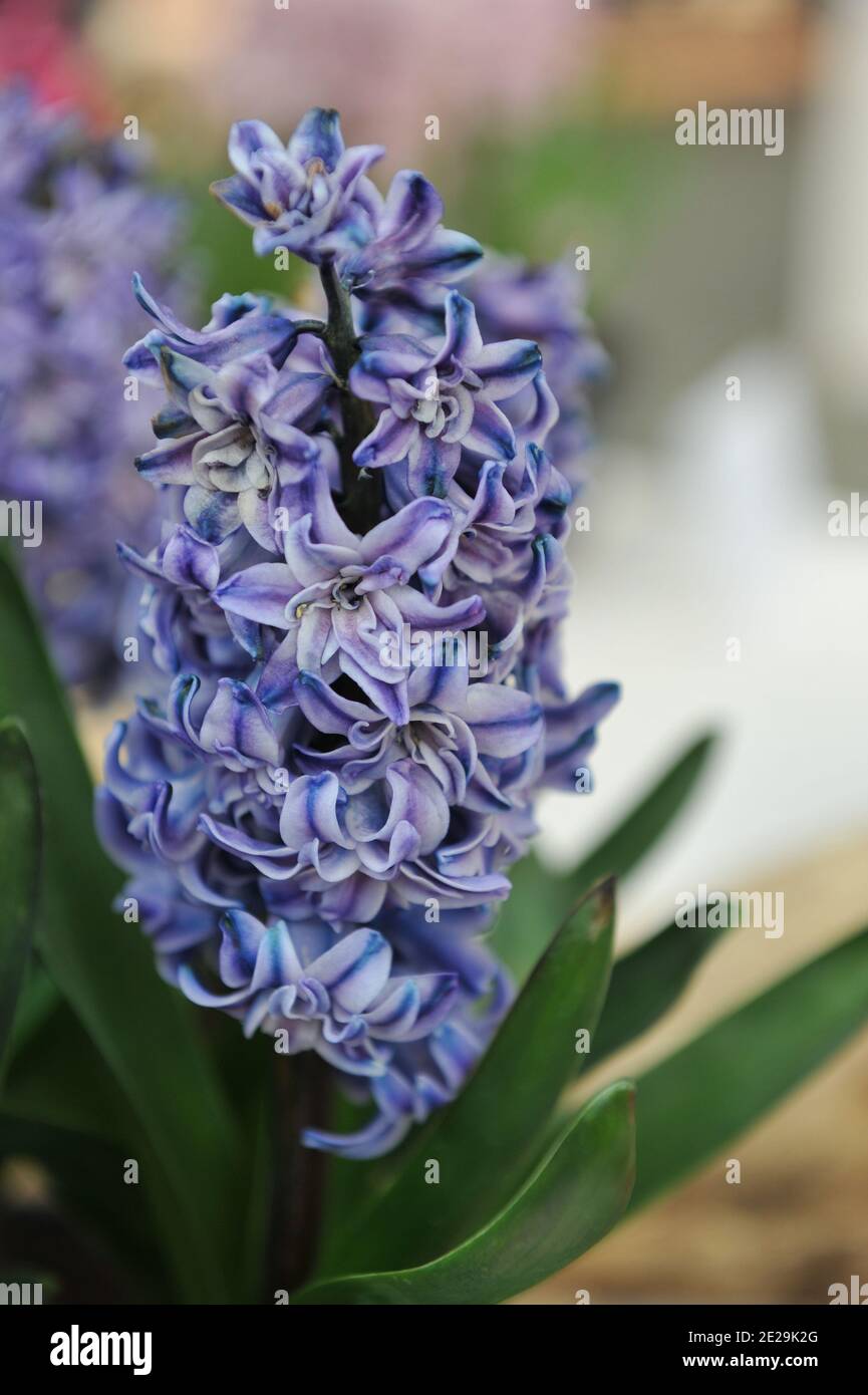 Double blue hyacinth (Hyacinthus orientalis) blooms in a garden in ...