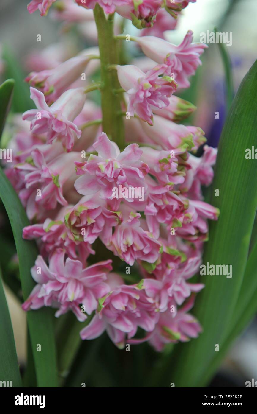 Double pink hyacinth (Hyacinthus orientalis) Mimi blooms in a pot in a ...