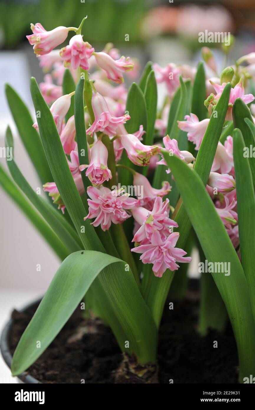 Double pink hyacinth (Hyacinthus orientalis) Mimi blooms in a pot in a ...