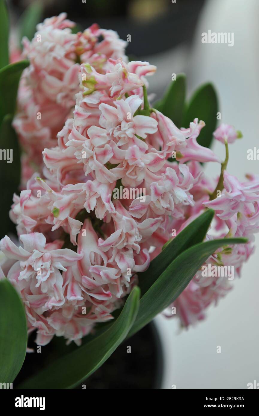 Double pink hyacinth (Hyacinthus orientalis) blooms in a garden in ...