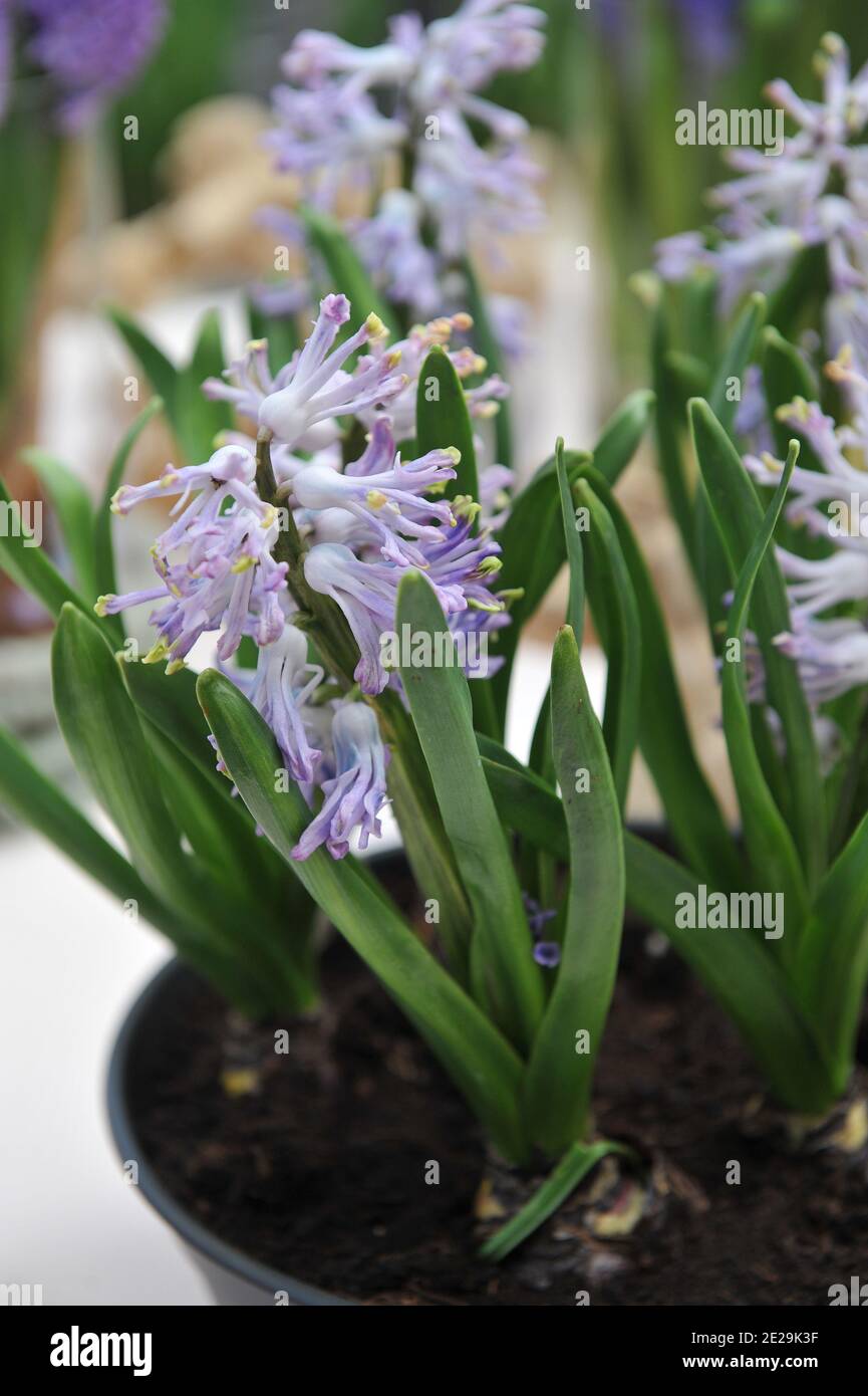 Violet hyacinth (Hyacinthus orientalis) with unusually deep dissected ...