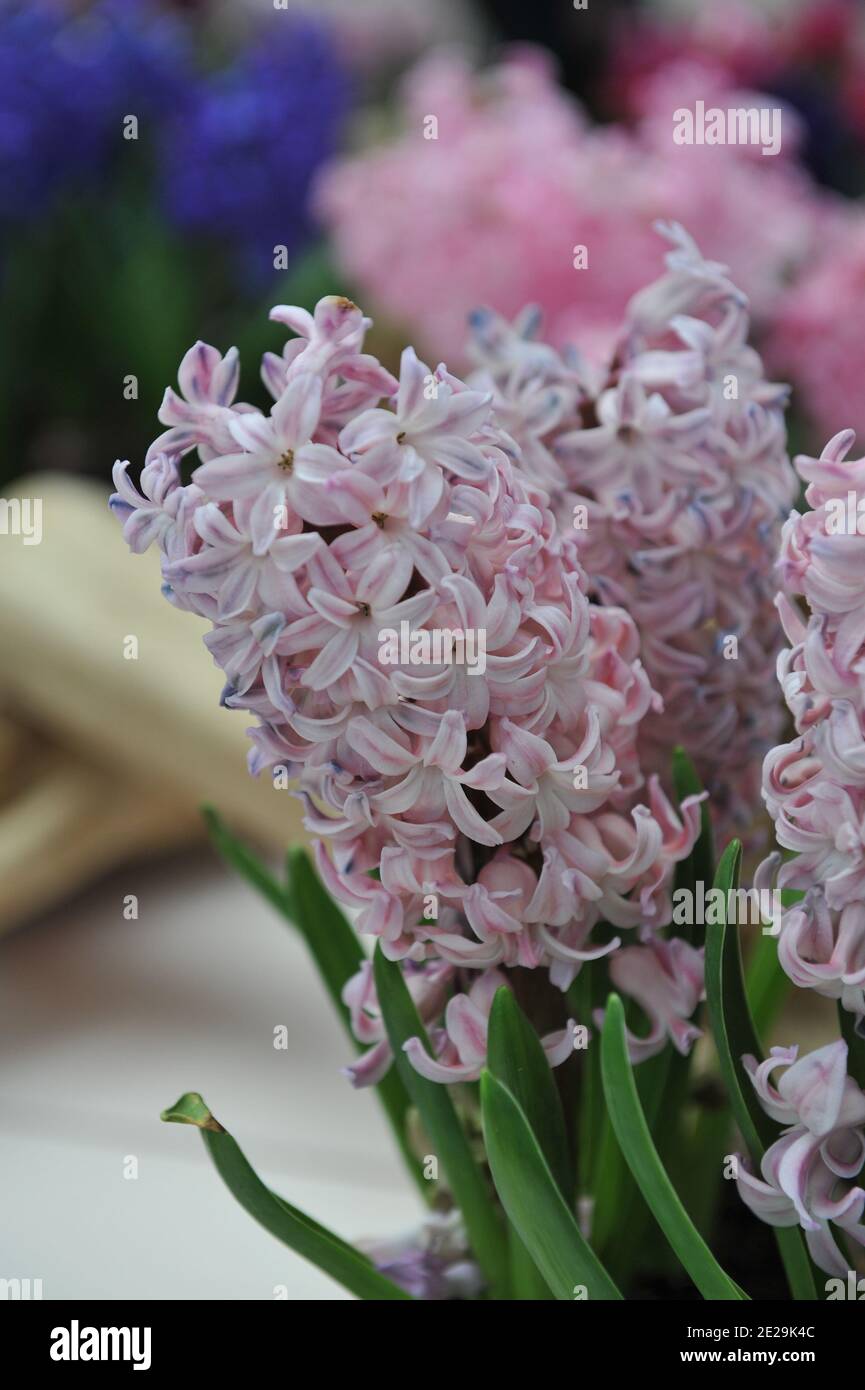 Pink hyacinth (Hyacinthus orientalis) Sweety blooms in a garden in ...
