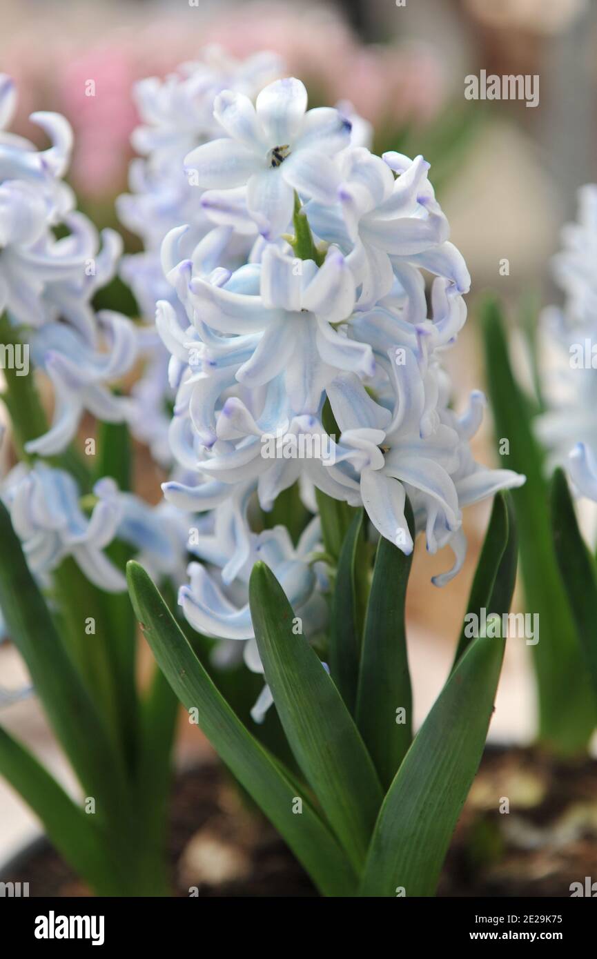 Light blue hyacinth (Hyacinthus orientalis) blooms in a garden in April Stock Photo - Alamy