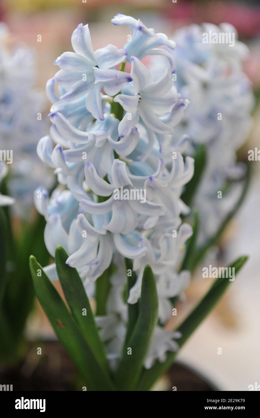 Light blue hyacinth (Hyacinthus orientalis) blooms in a garden in April ...