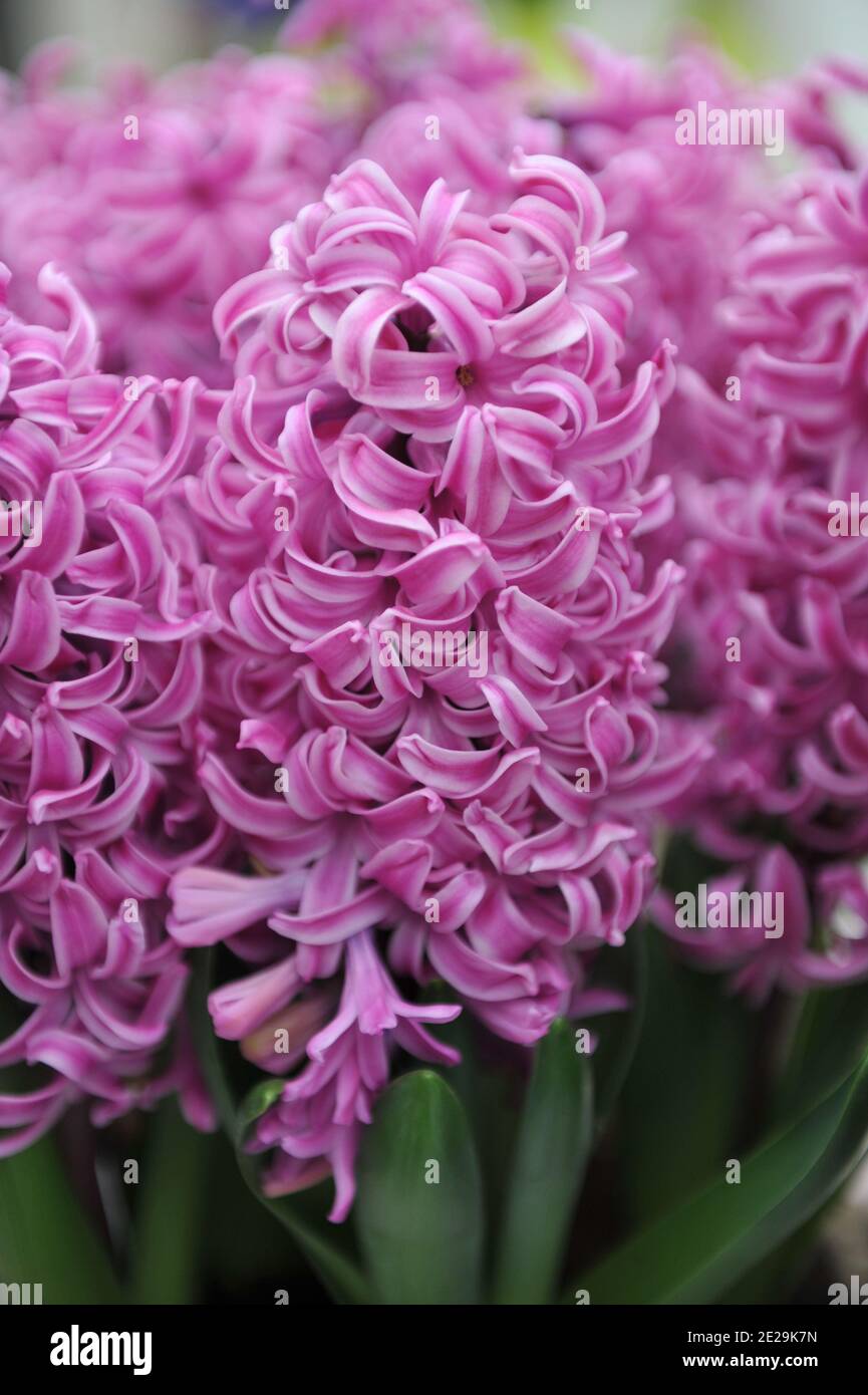 Pink hyacinth (Hyacinthus orientalis) Paul Hermann blooms in a garden ...