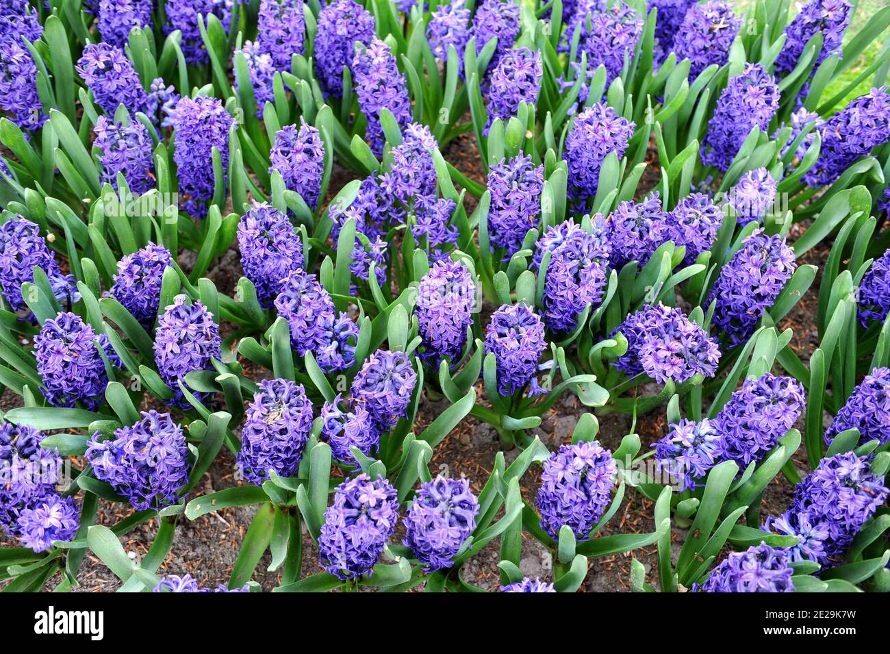 Violet-blue hyacinth (Hyacinthus orientalis) Peter Stuyvesant blooms in ...