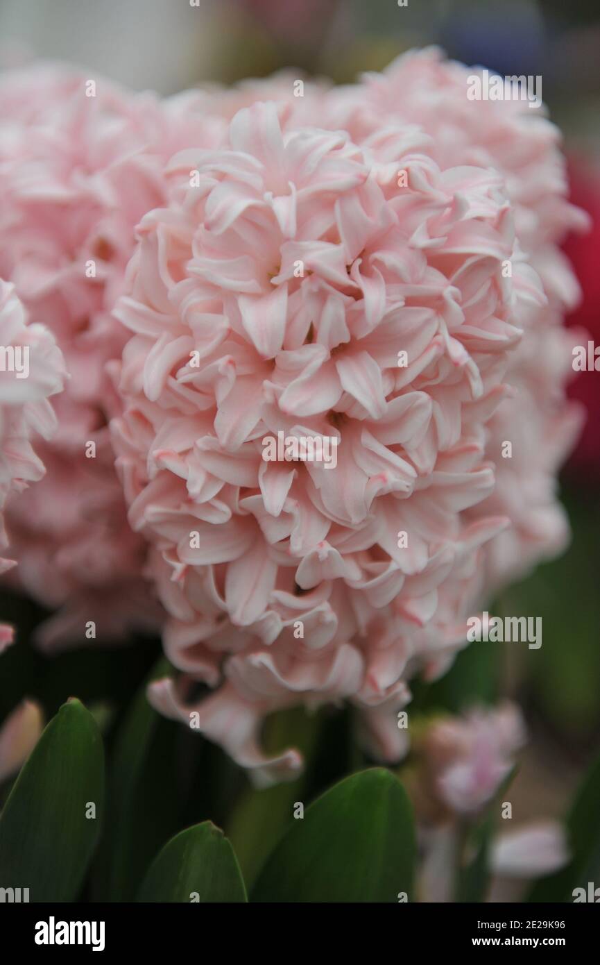 Pink elephant garden hi-res stock photography and images - Alamy