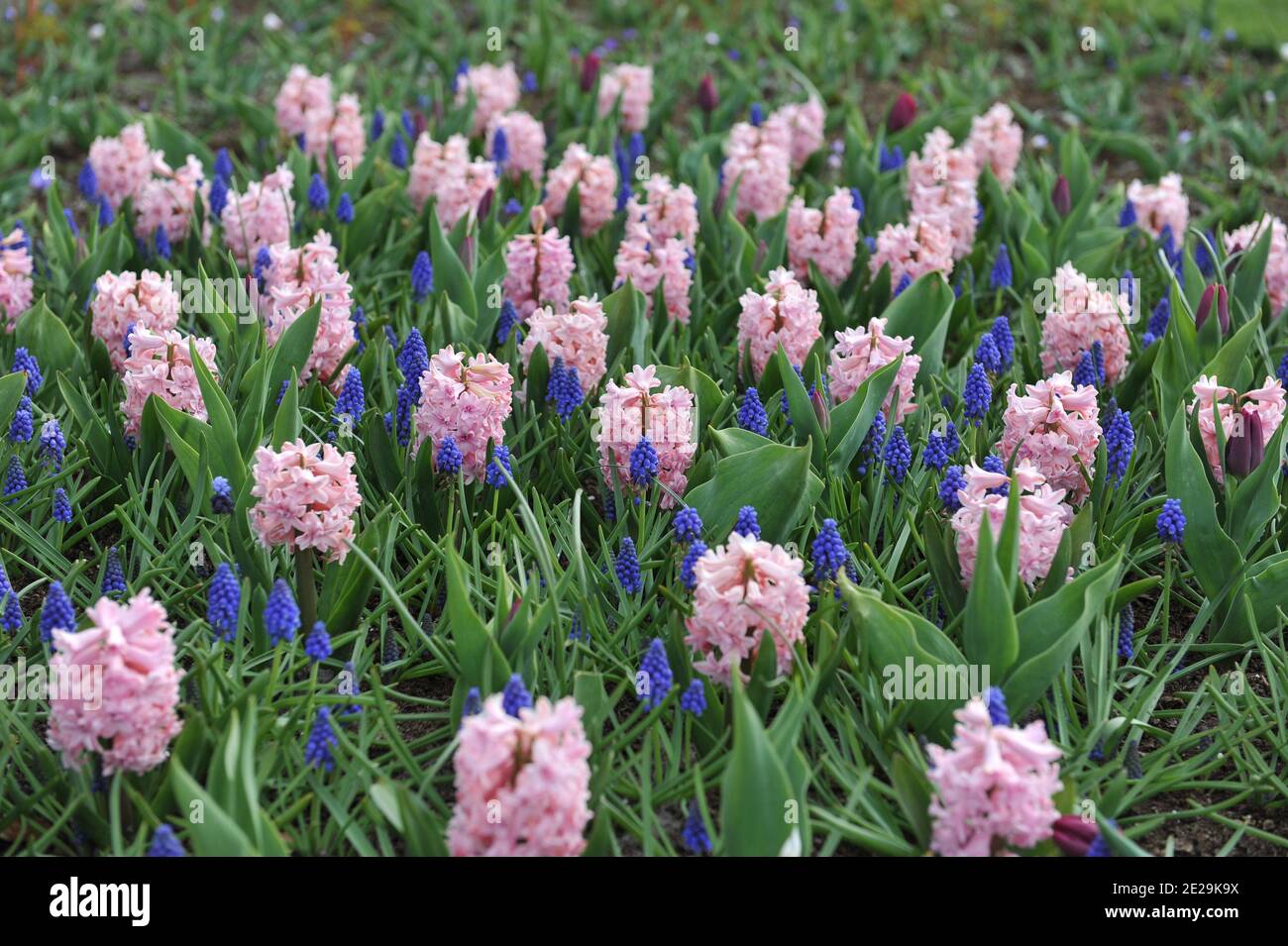 Pink hyacinth (Hyacinthus orientalis) Prince of Love and blue grape ...