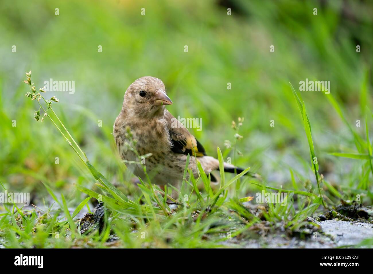 Greenfinch on grass close hi-res stock photography and images - Alamy