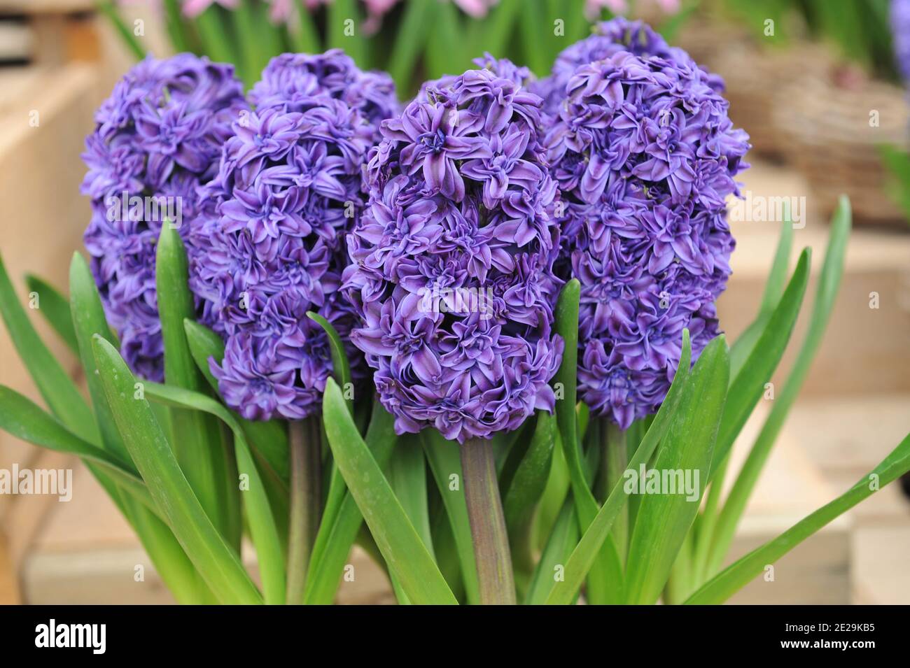 Double violet-blue hyacinth (Hyacinthus orientalis) Royal Navy blooms ...