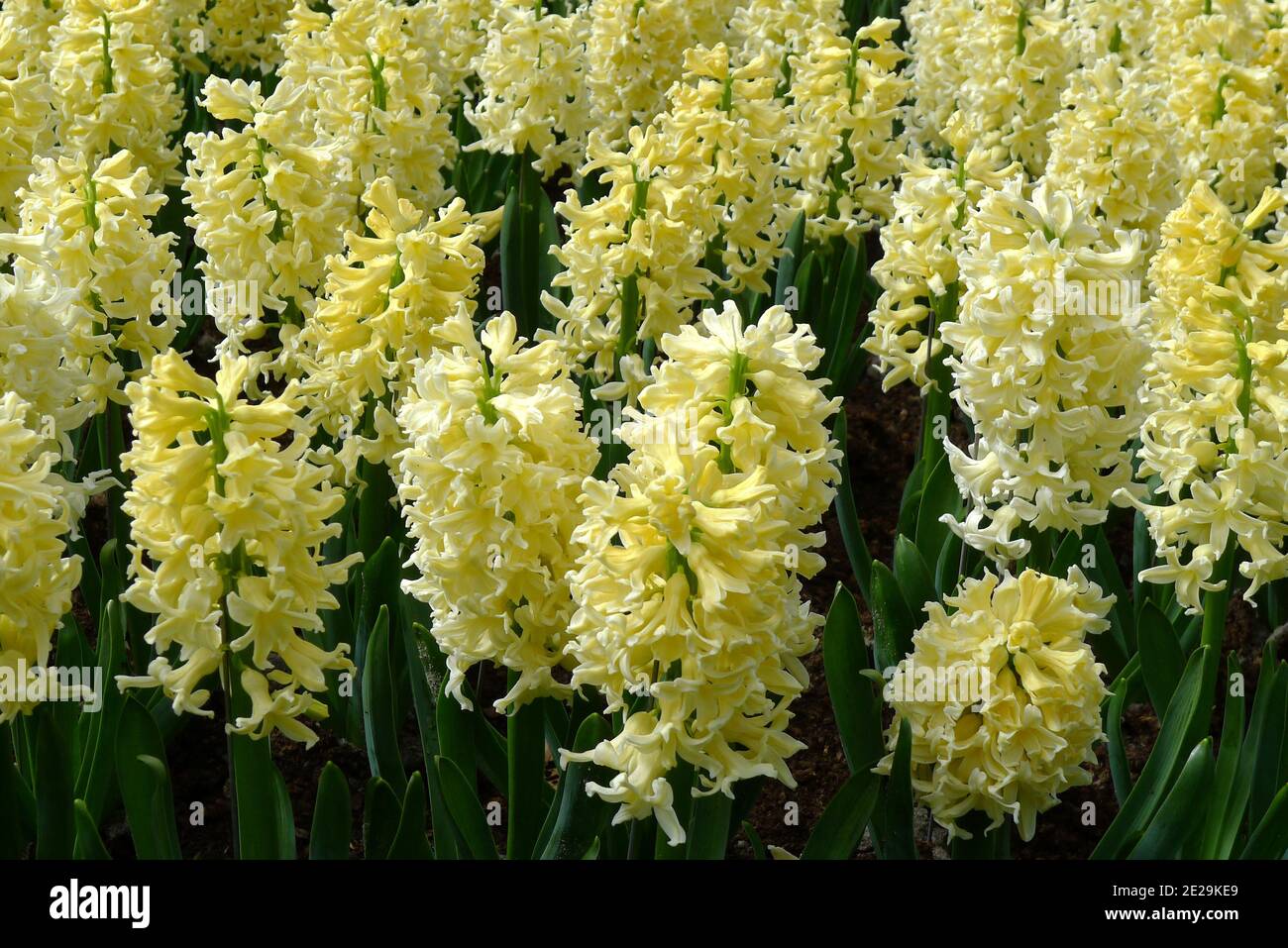 Hyacinth (Hyacinthus orientalis) Yellow Queen blooms in a garden in ...