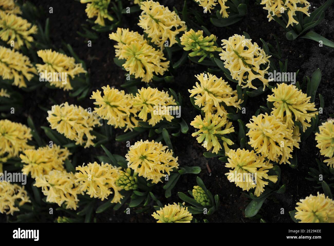 Yellow hyacinth (Hyacinthus orientalis) Yellowstone blooms in a garden ...