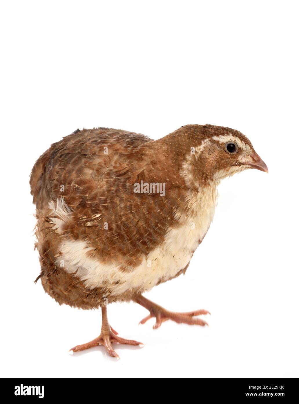 Japanese quail in front of white background Stock Photo - Alamy