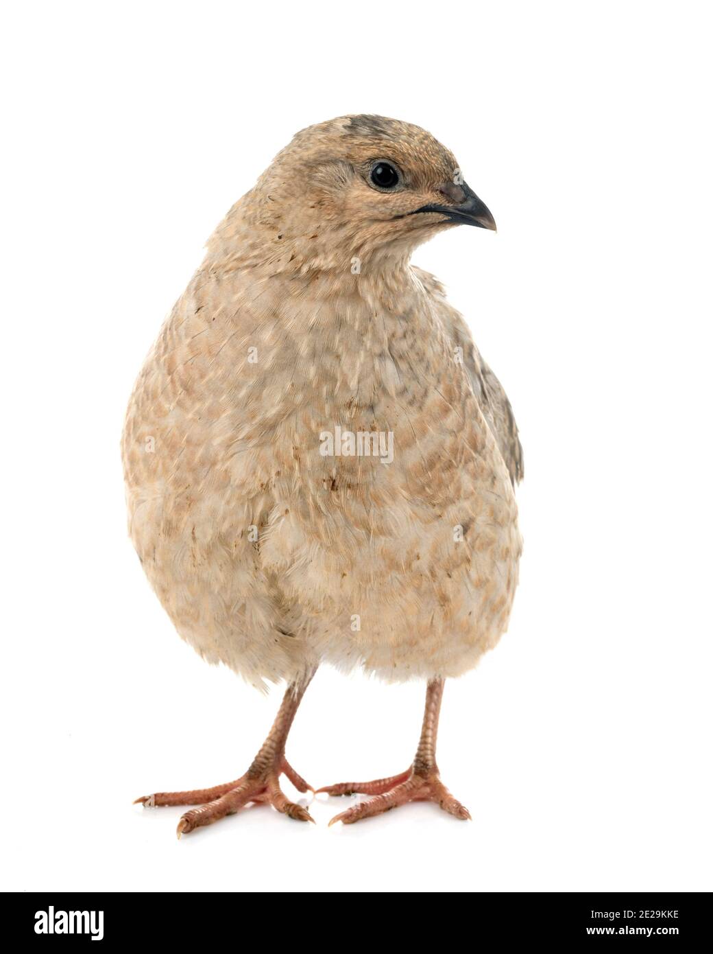 Japanese quail in front of white background Stock Photo - Alamy