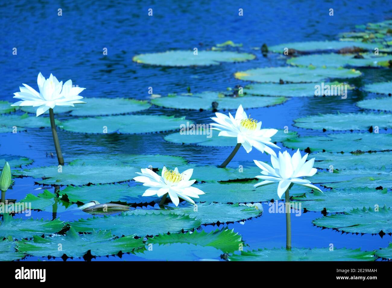 Four white lotus among green leaves in a pond Stock Photo - Alamy