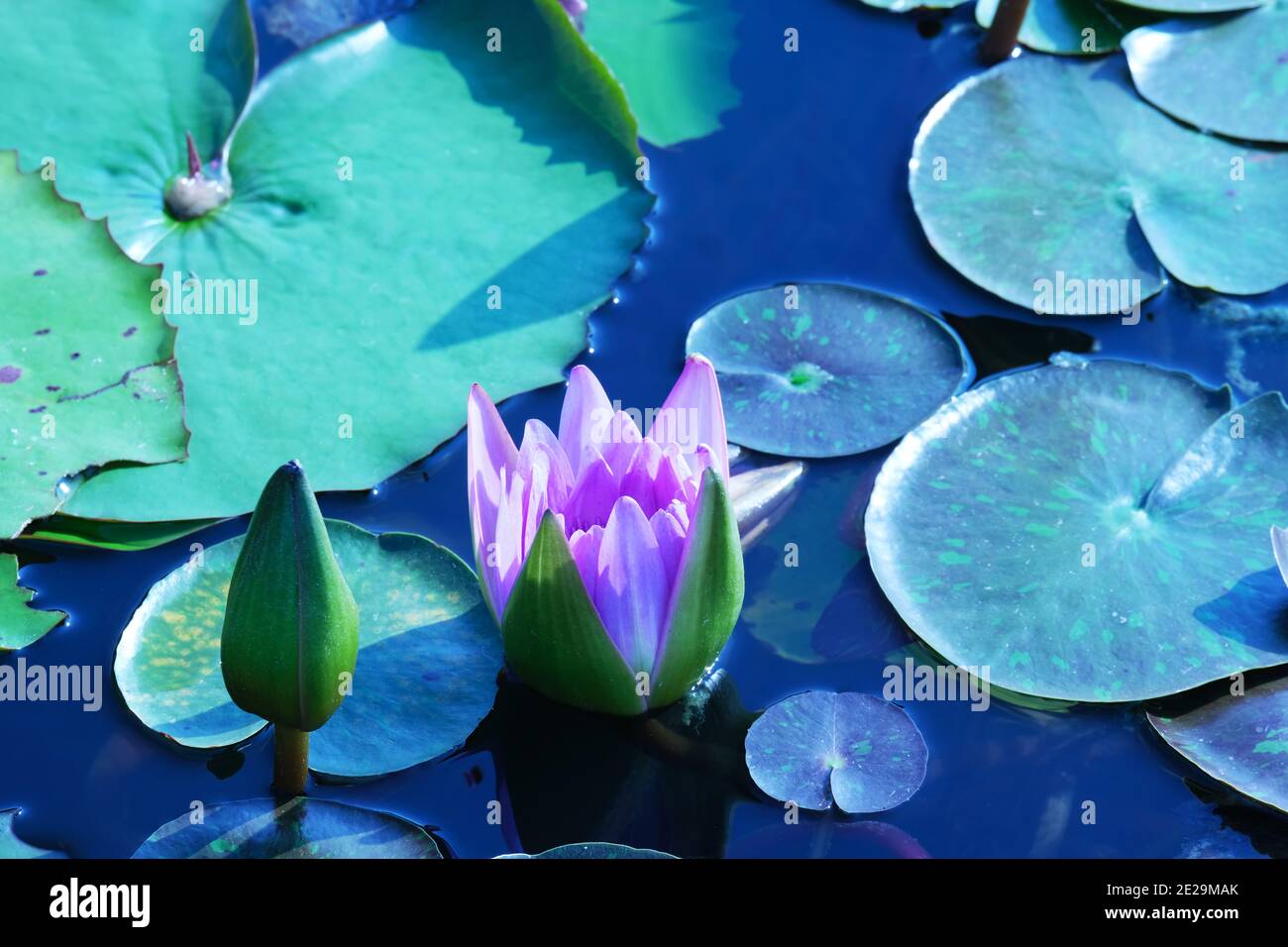 Half blossom hi-res stock photography and images - Alamy