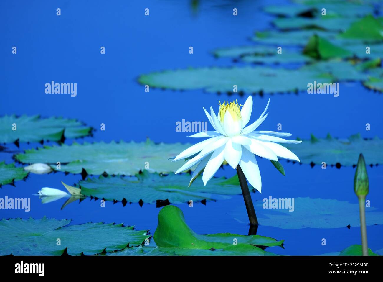 Long stem of a lotus hi-res stock photography and images - Alamy
