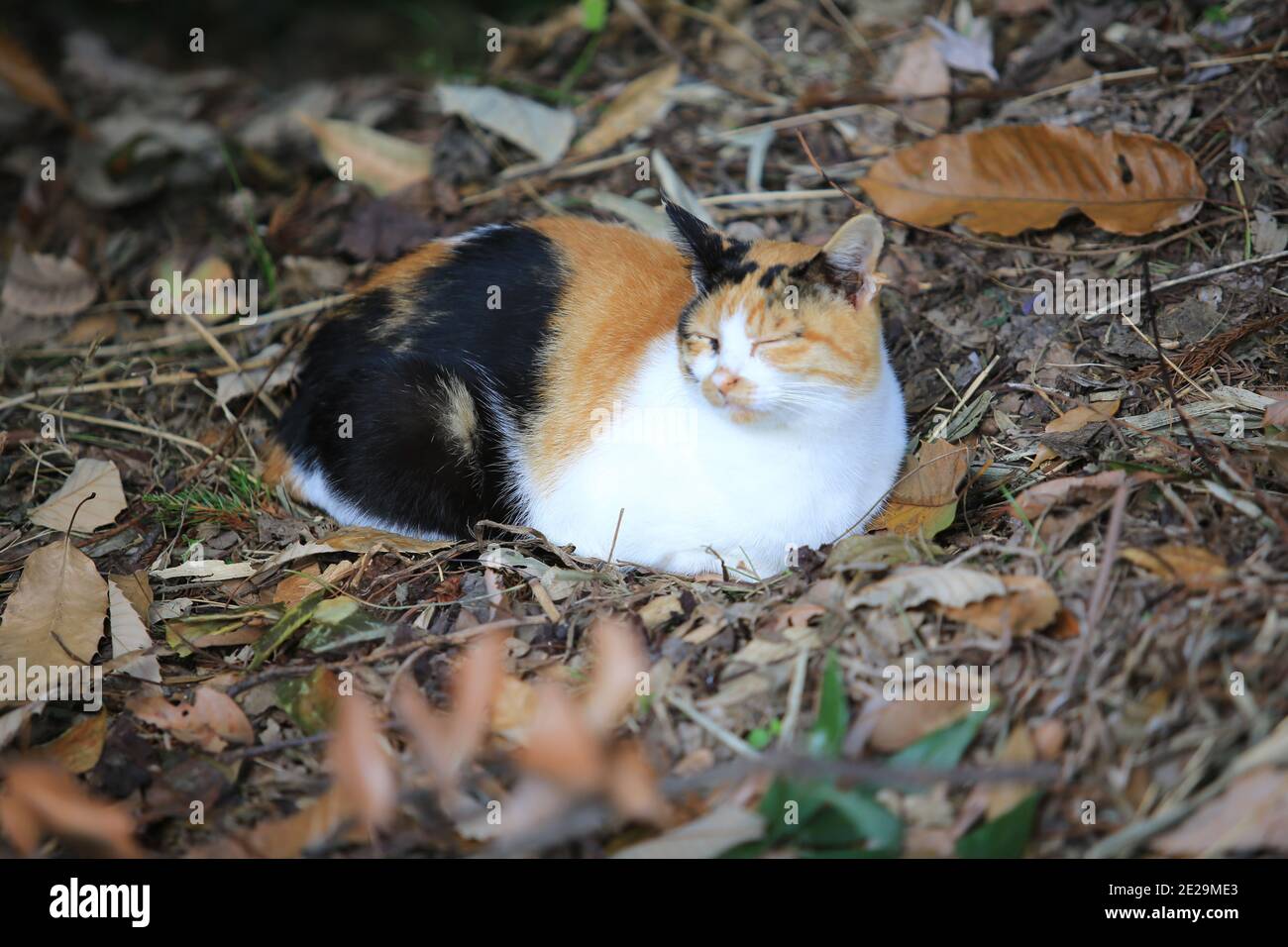 Little tortoiseshell hi-res stock photography and images - Alamy