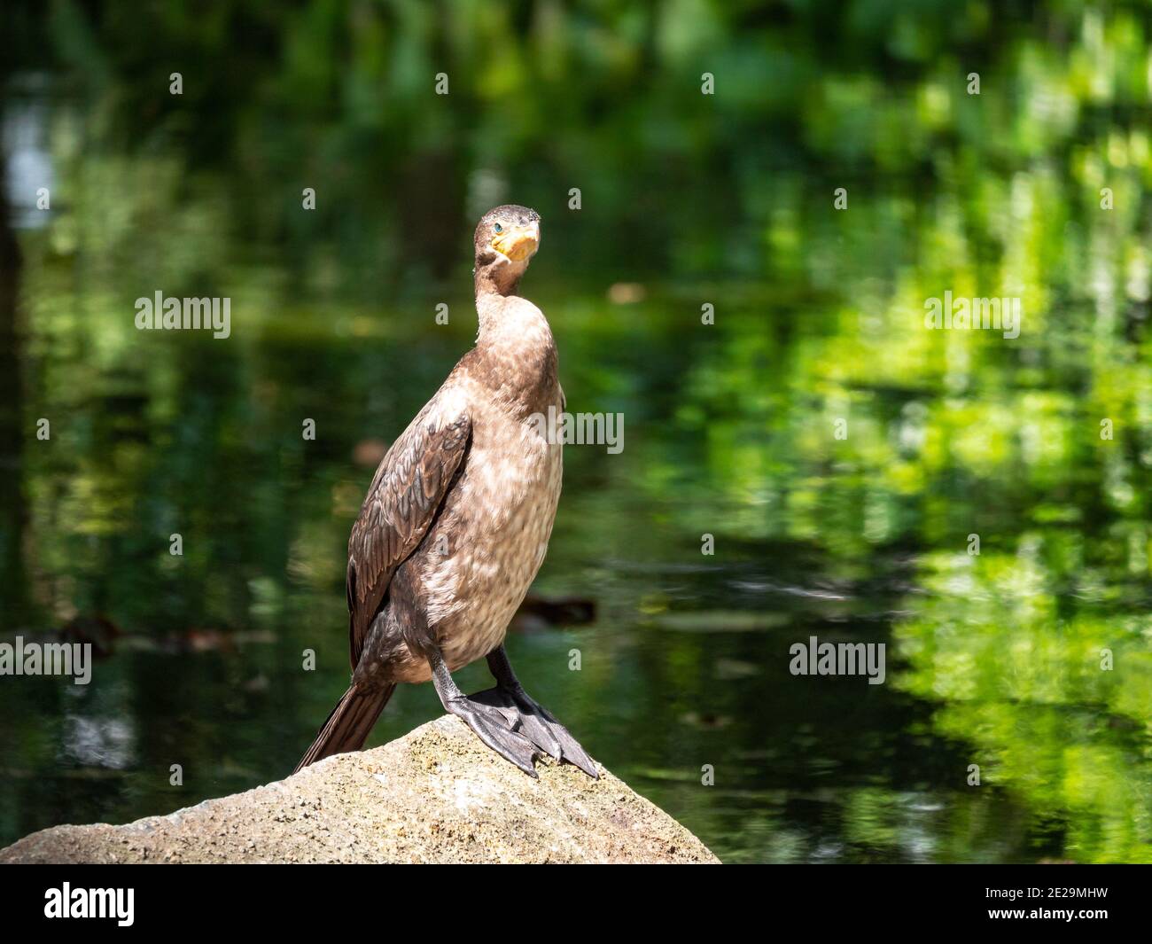 Bird Standing on a Large Rock in a Green Lagoon Stock Photo - Alamy