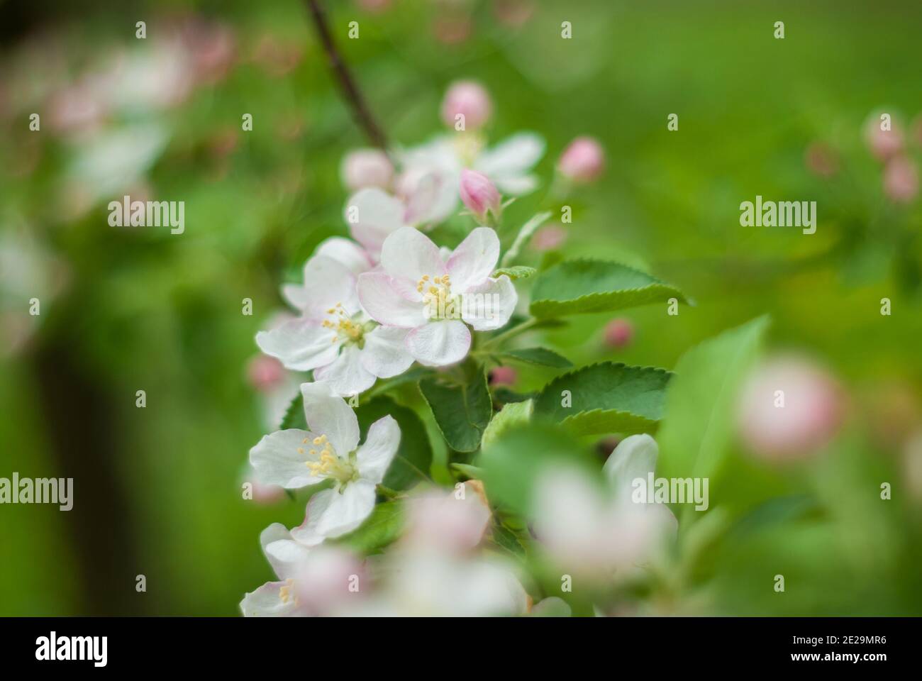 Peace and harmony garden hi-res stock photography and images - Alamy