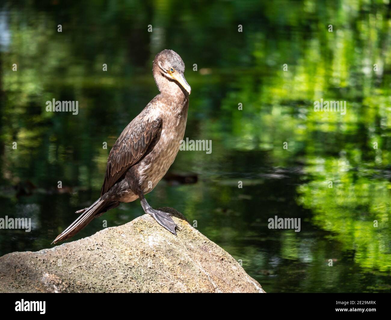 Bird Standing on a Large Rock in a Green Lagoon Stock Photo - Alamy