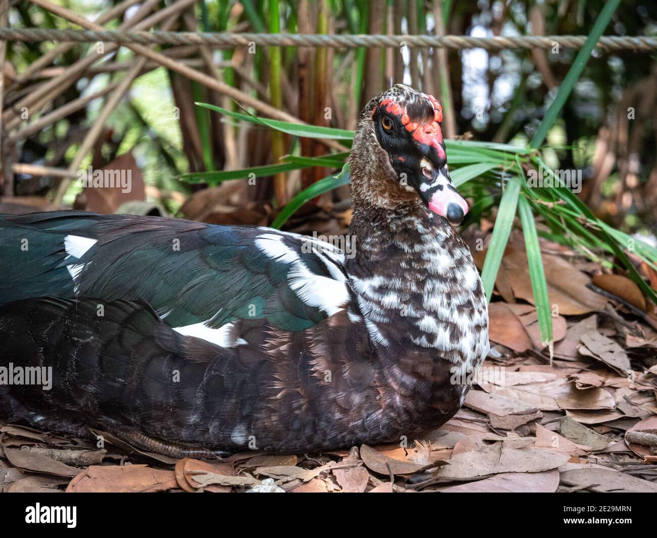 Duck Standing on a Floor f Stock Photo - Alamy