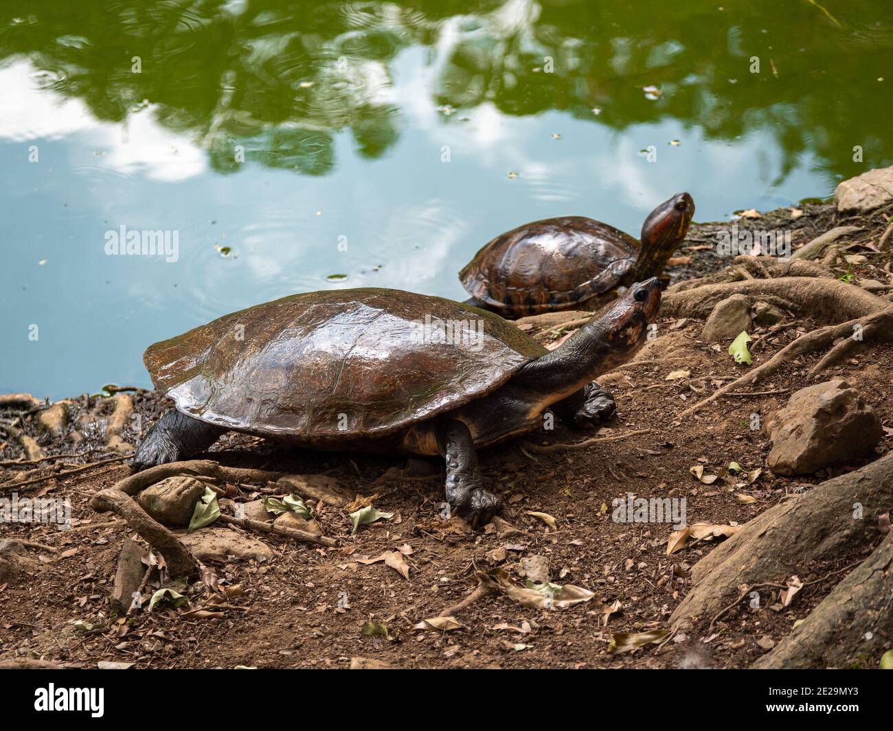 Red-Footed Tortoise Sunbathing Stock Photo - Alamy