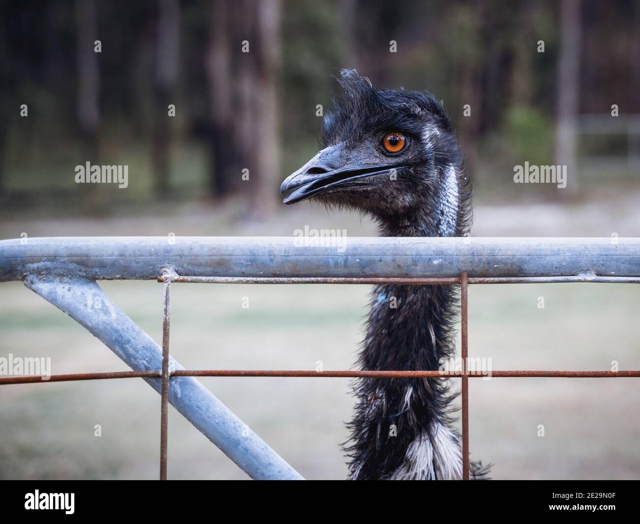 Selective focus shot of a black emu bird behind the fences in a field ...