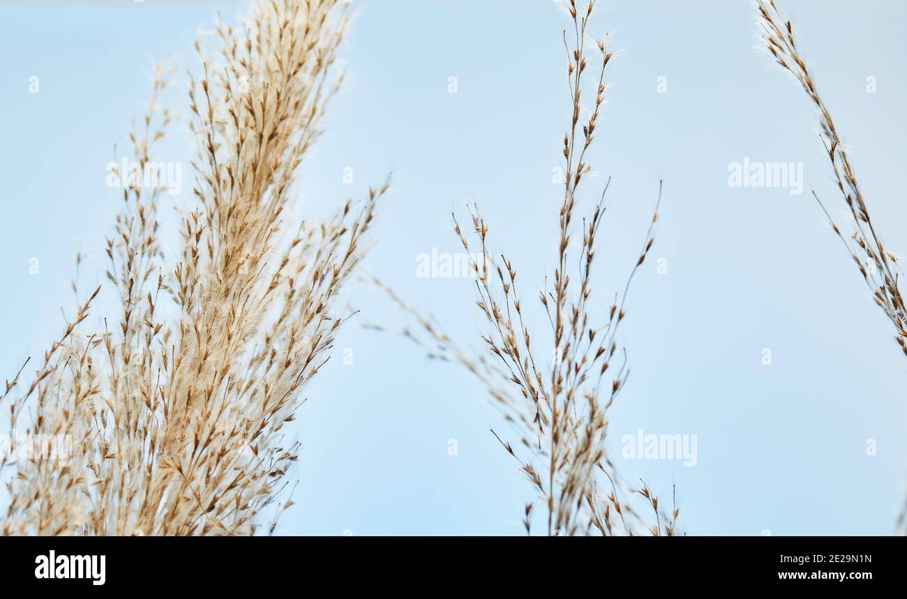 Dry reed, reed seeds. Golden reed grass in the sun against the blue sky ...
