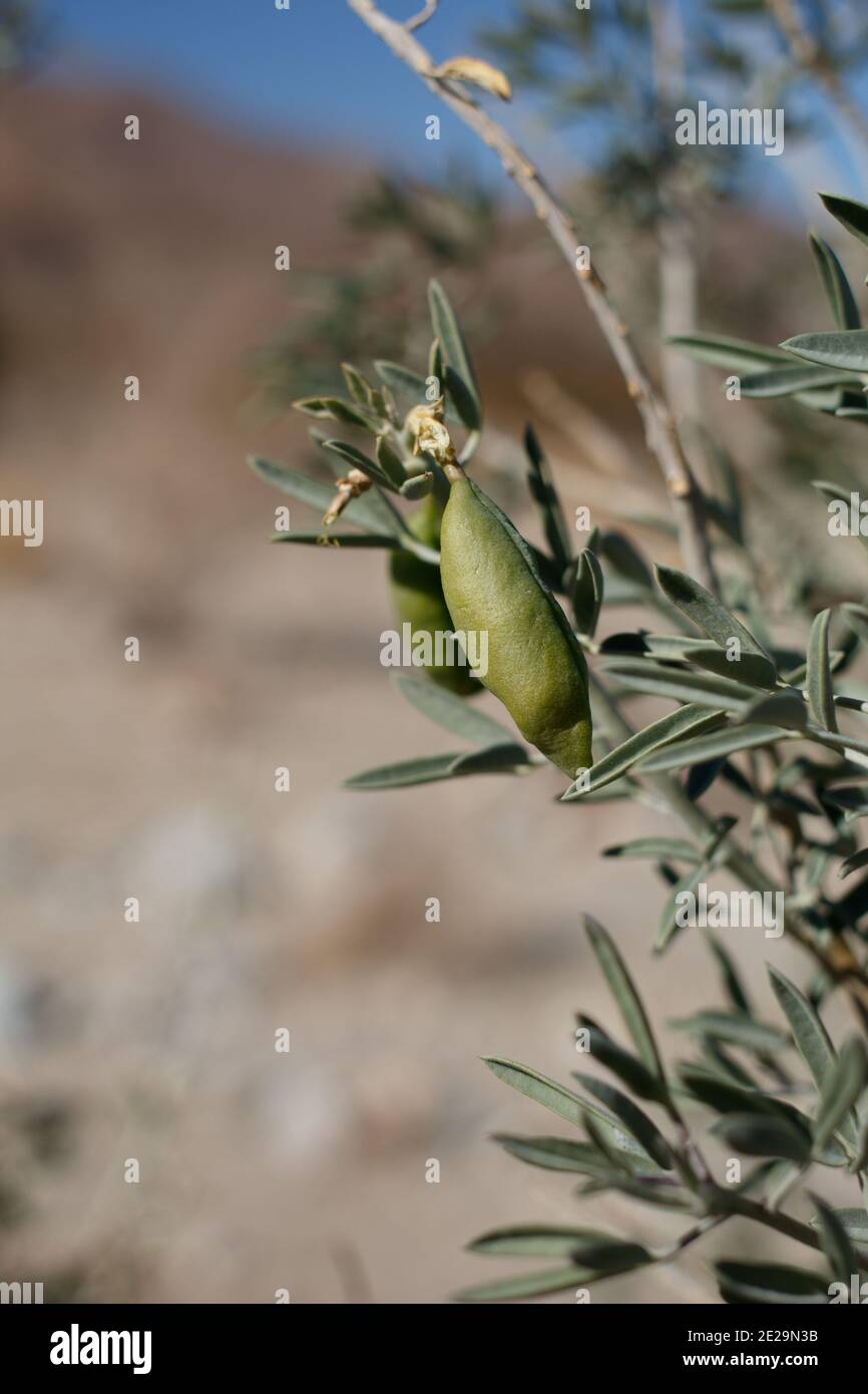 Green immature capsule fruit, Bladderpod, Peritoma Arborea, Cleomaceae ...
