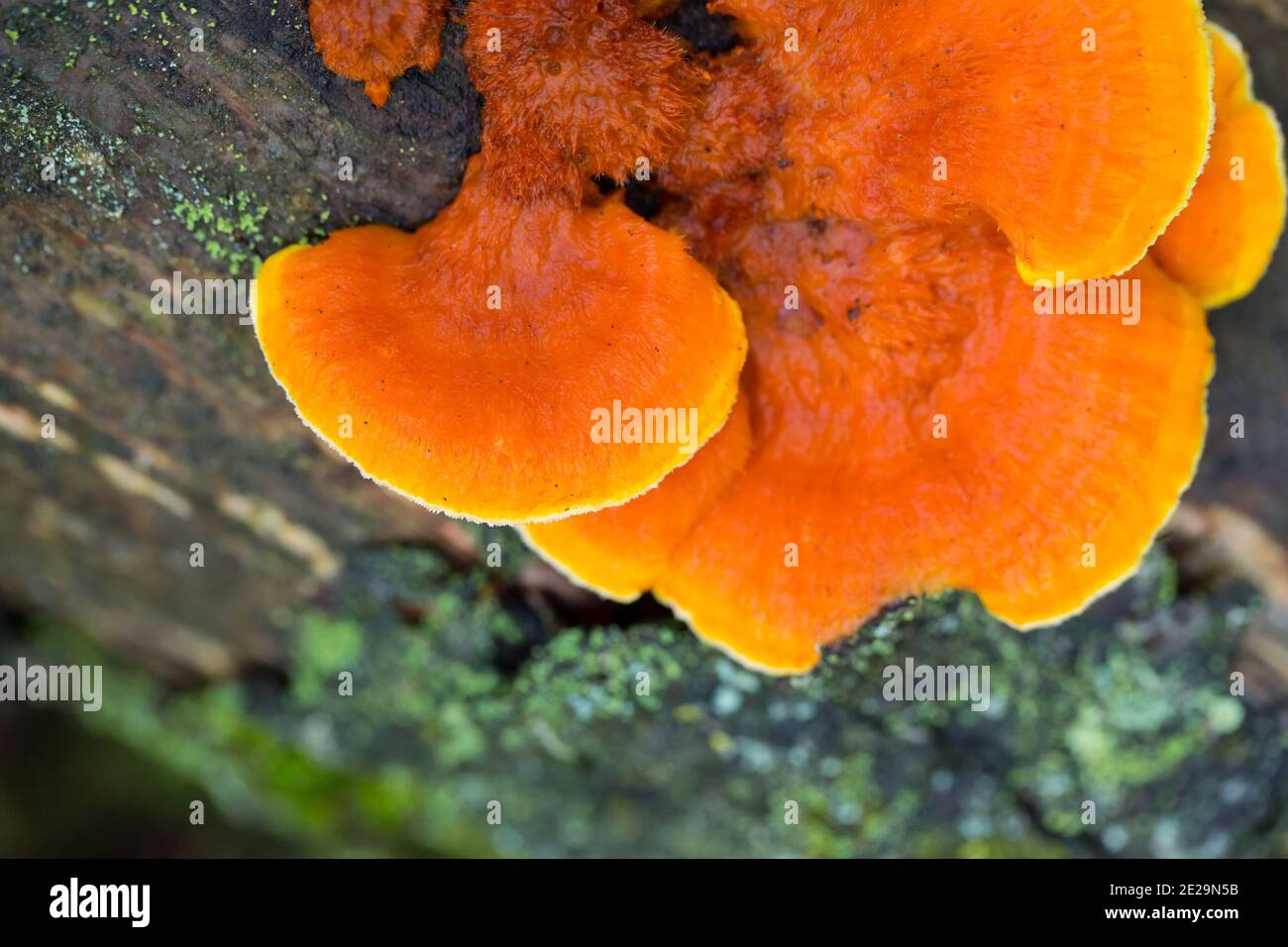 Pycnoporellus hi-res stock photography and images - Alamy