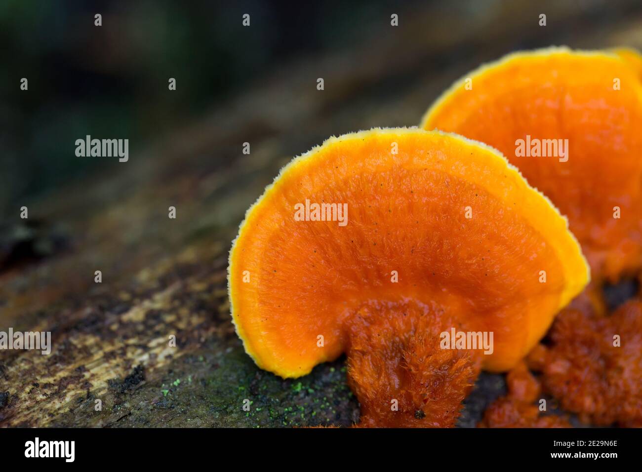 Orange Polypore High Resolution Stock Photography and Images - Alamy