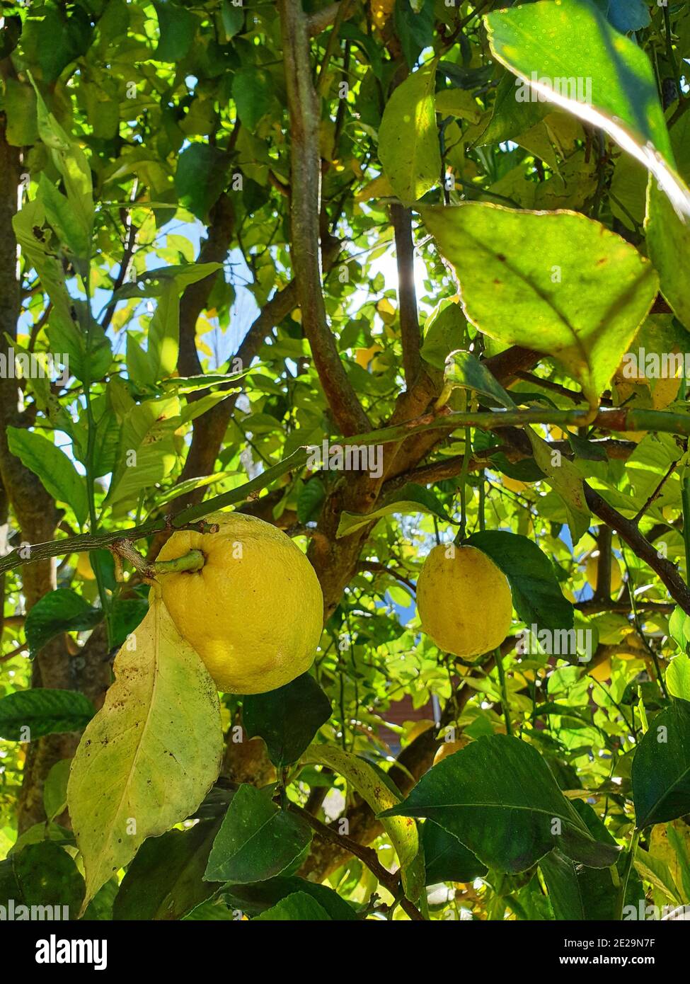 Vertical shot of ripe lemons hanging on a tree Stock Photo - Alamy