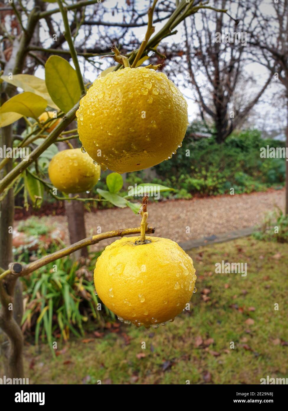 Vertical shot of unripe lemons with dewdrops hanging on a tree in the ...