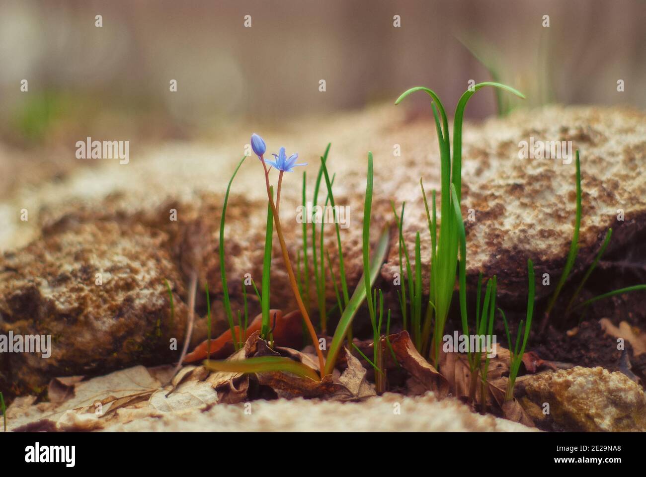 First plants of spring hi-res stock photography and images - Alamy
